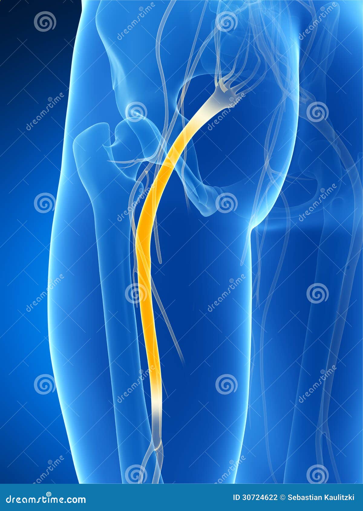 Nervo sciatico evidenziato illustrazione di stock. Illustrazione di ...