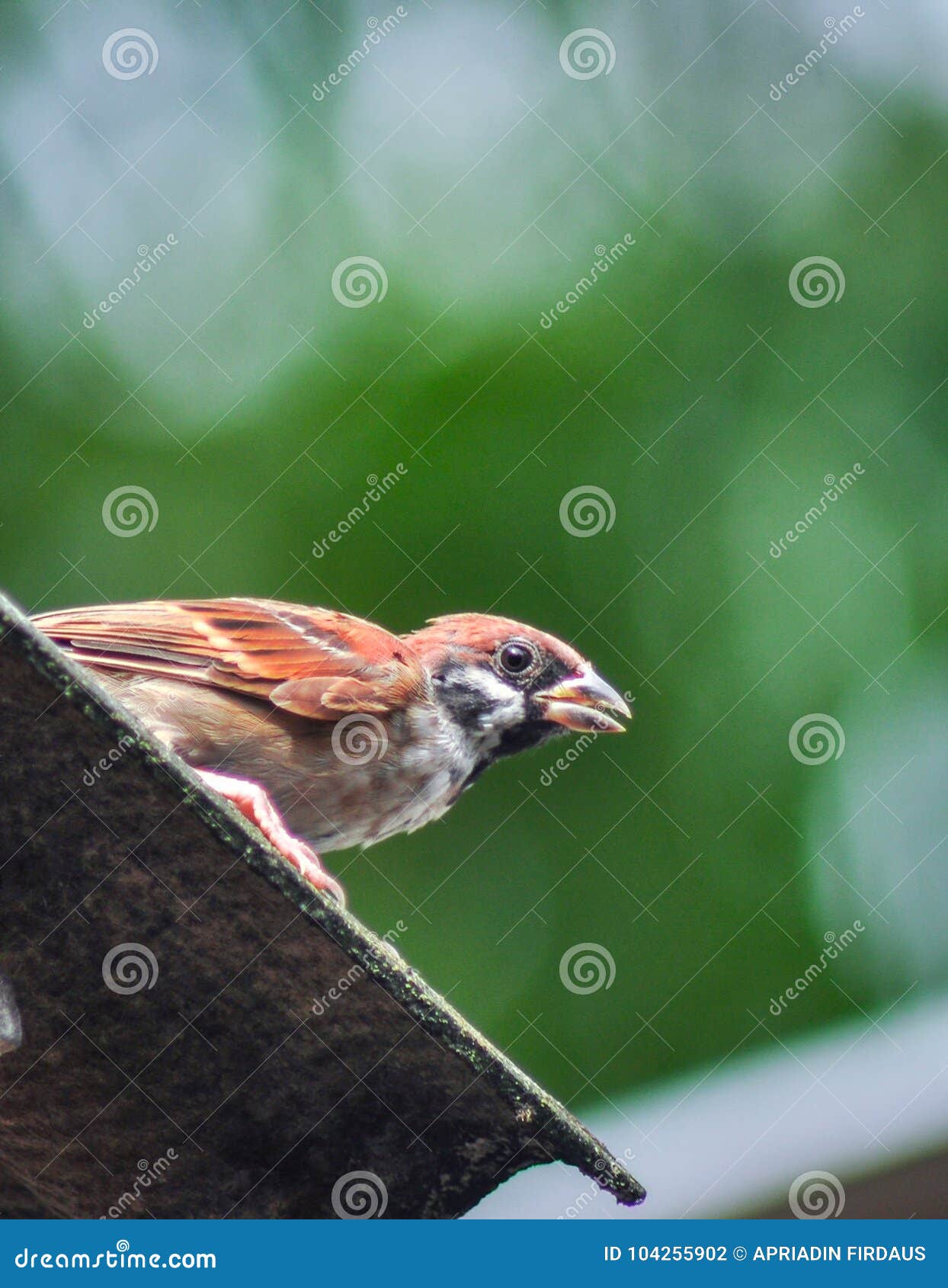 A Nervous Bird stock photo. Image of nervous, mamals - 104255902