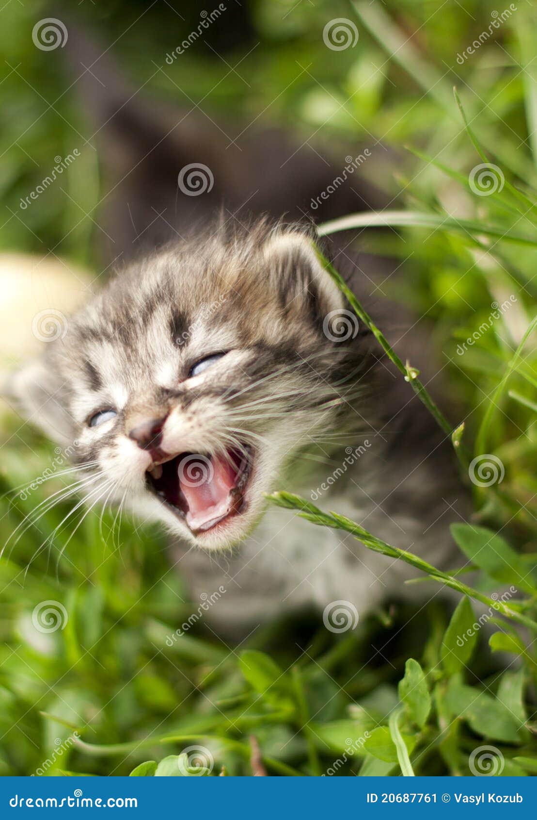 Nervous Kitten Picture. Image: 20687761