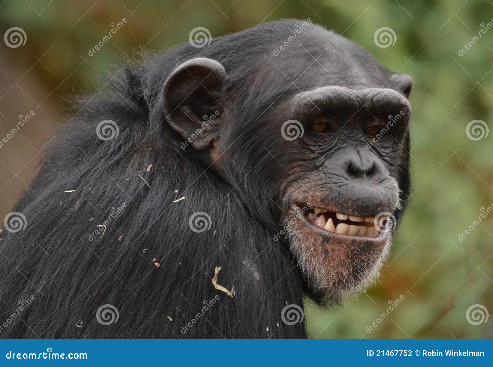 Smiling Chimpanzee Face