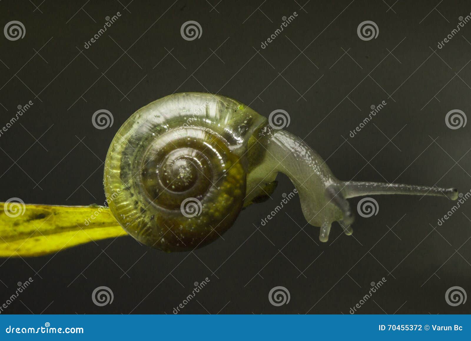 The Nervous Snail stock photo. Image of nervous, edge - 70455372