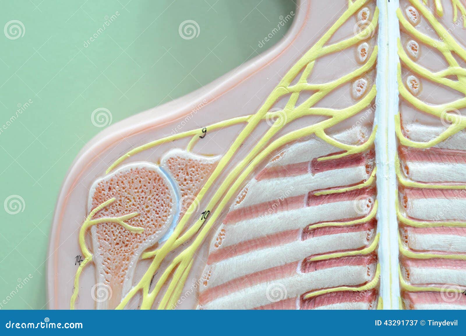 Cat Nervous System - Felis Catus Anatomy - Isolated On White Stock ...