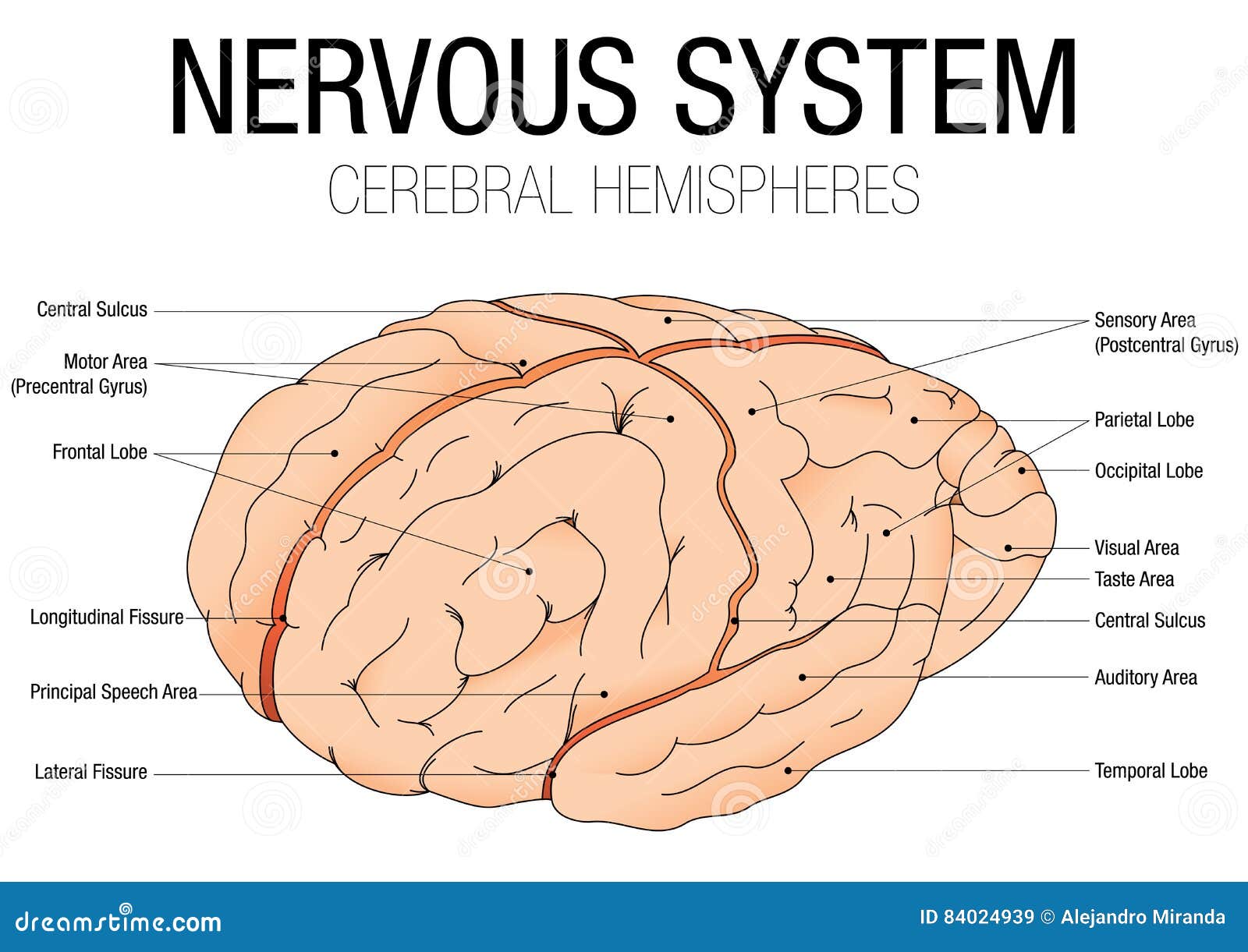 Cerebral Hemisphere Diagram