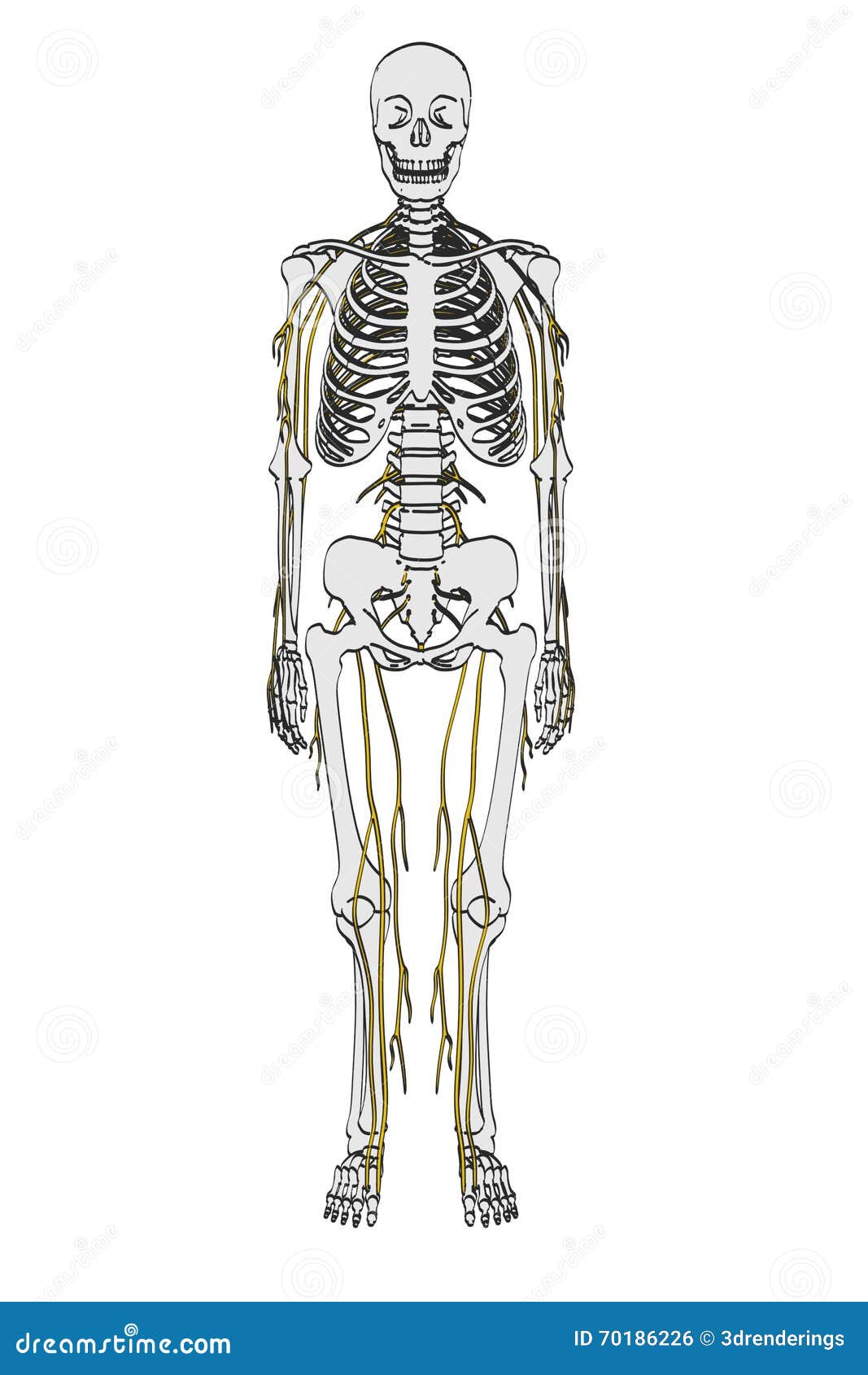 Nervous system stock illustration. Illustration of neural - 70186226