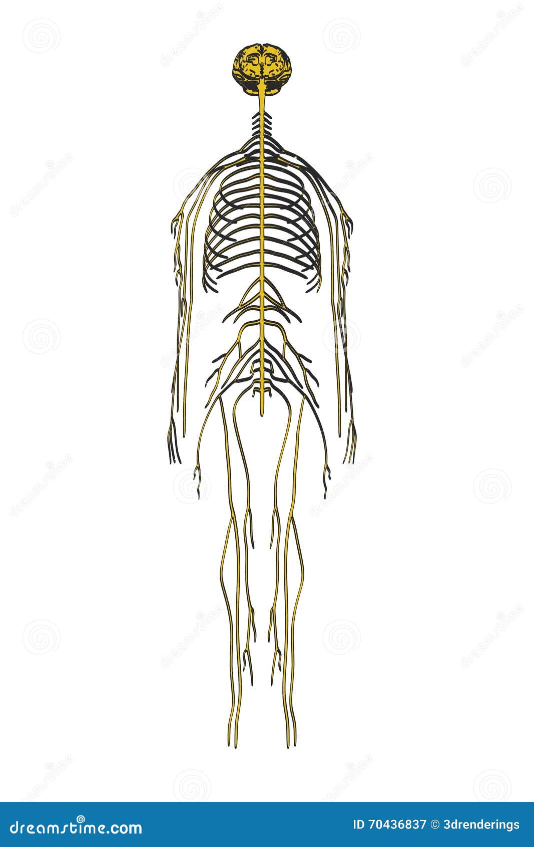 Nervous system stock illustration. Illustration of neural - 70436837