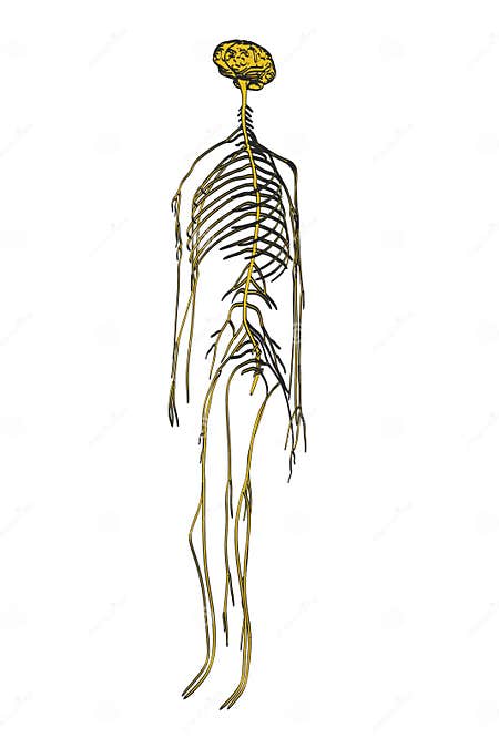 Nervous system stock illustration. Illustration of neuron - 70513174
