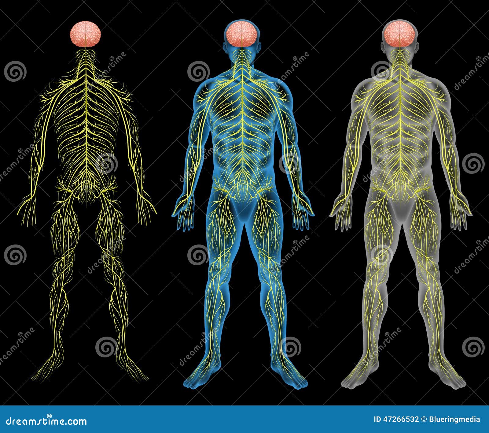 Tissues Black Background Stock Illustrations – 391 Tissues Black ...