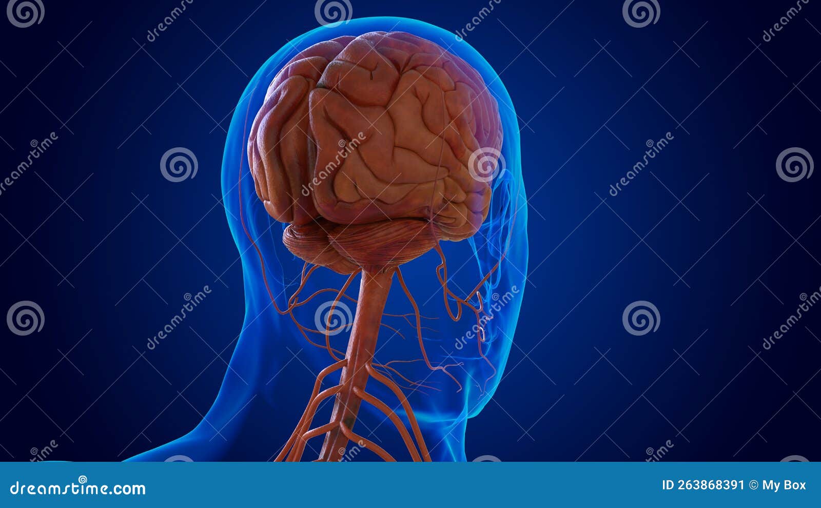 The Nervous System Includes the Brain, Spinal Cord, and a Complex ...