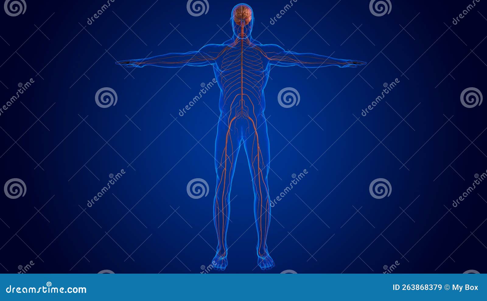 The Nervous System Includes the Brain, Spinal Cord, and a Complex ...