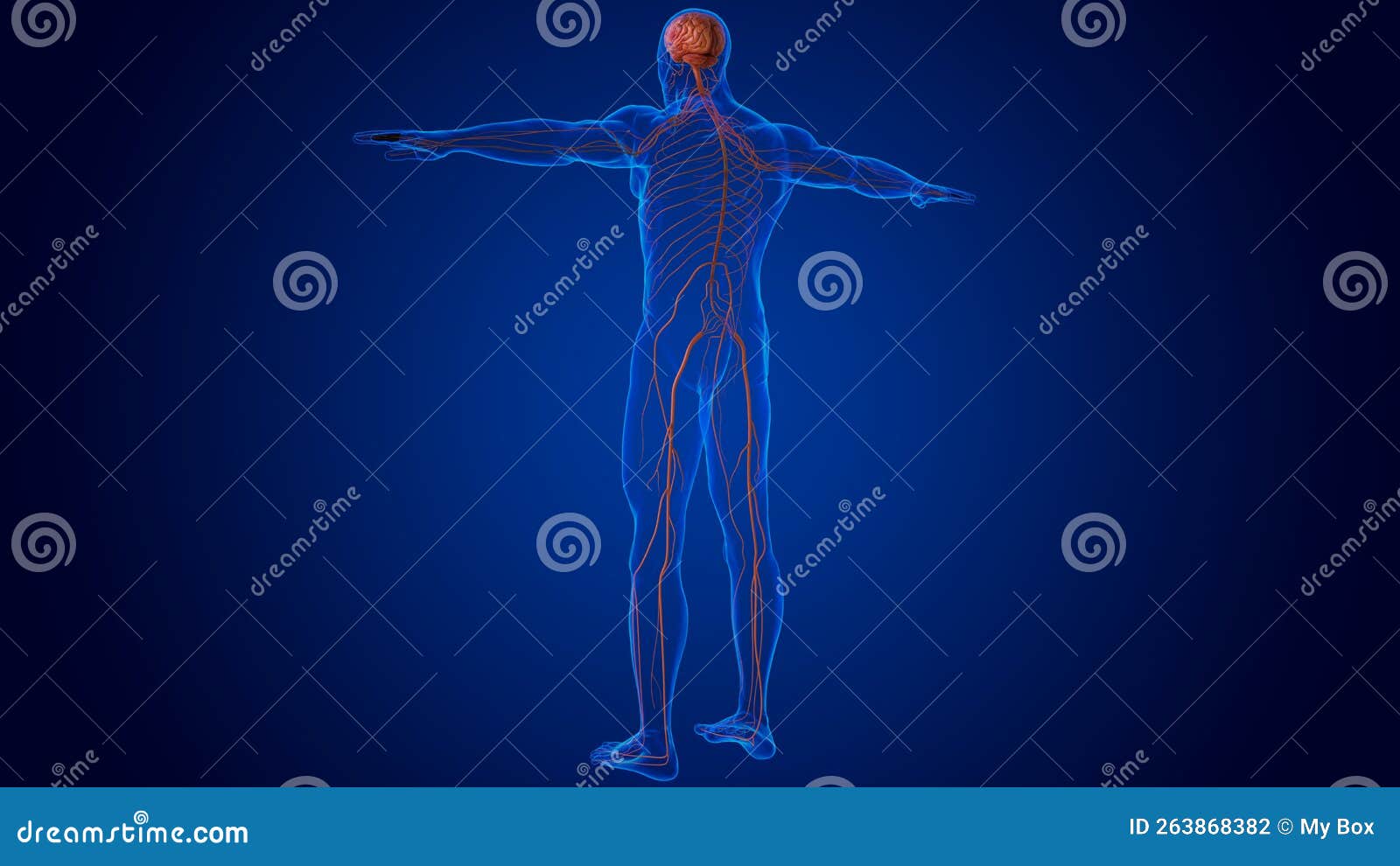 The Nervous System Includes the Brain, Spinal Cord, and a Complex ...