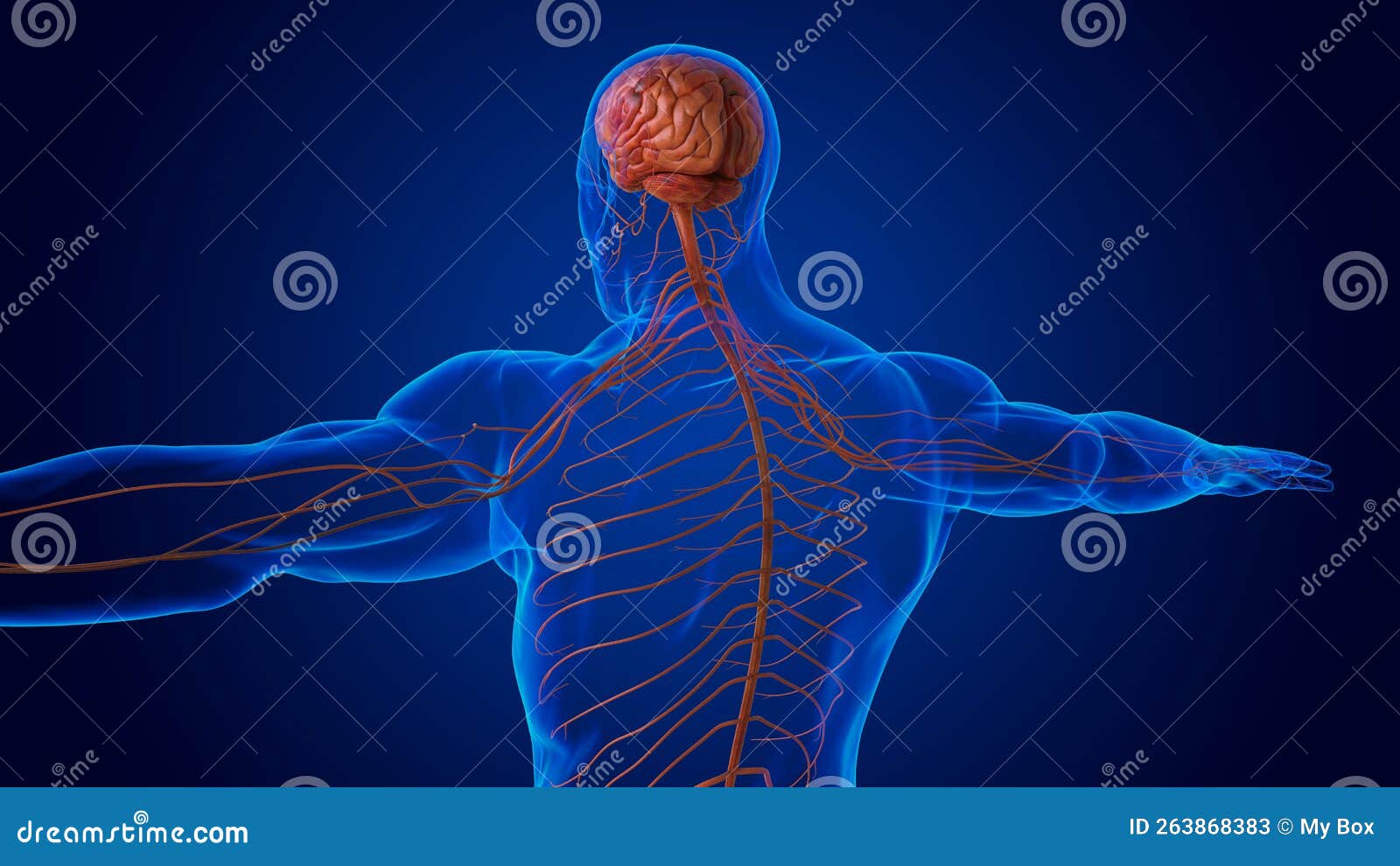The Nervous System Includes the Brain, Spinal Cord, and a Complex ...