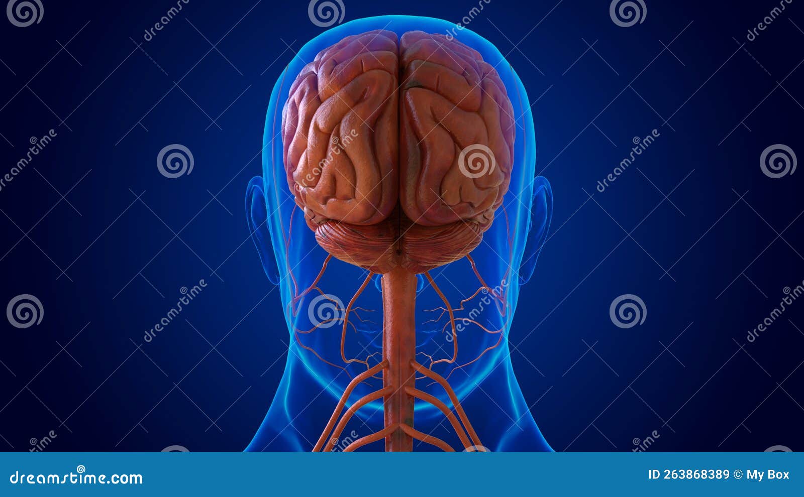 The Nervous System Includes the Brain, Spinal Cord, and a Complex ...