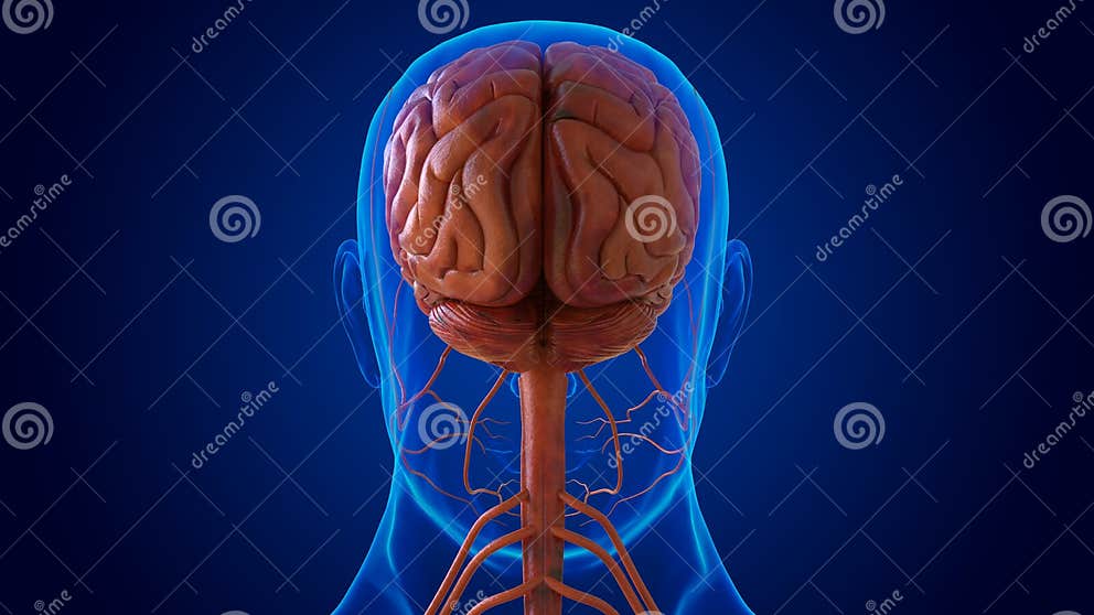 The Nervous System Includes the Brain, Spinal Cord, and a Complex ...