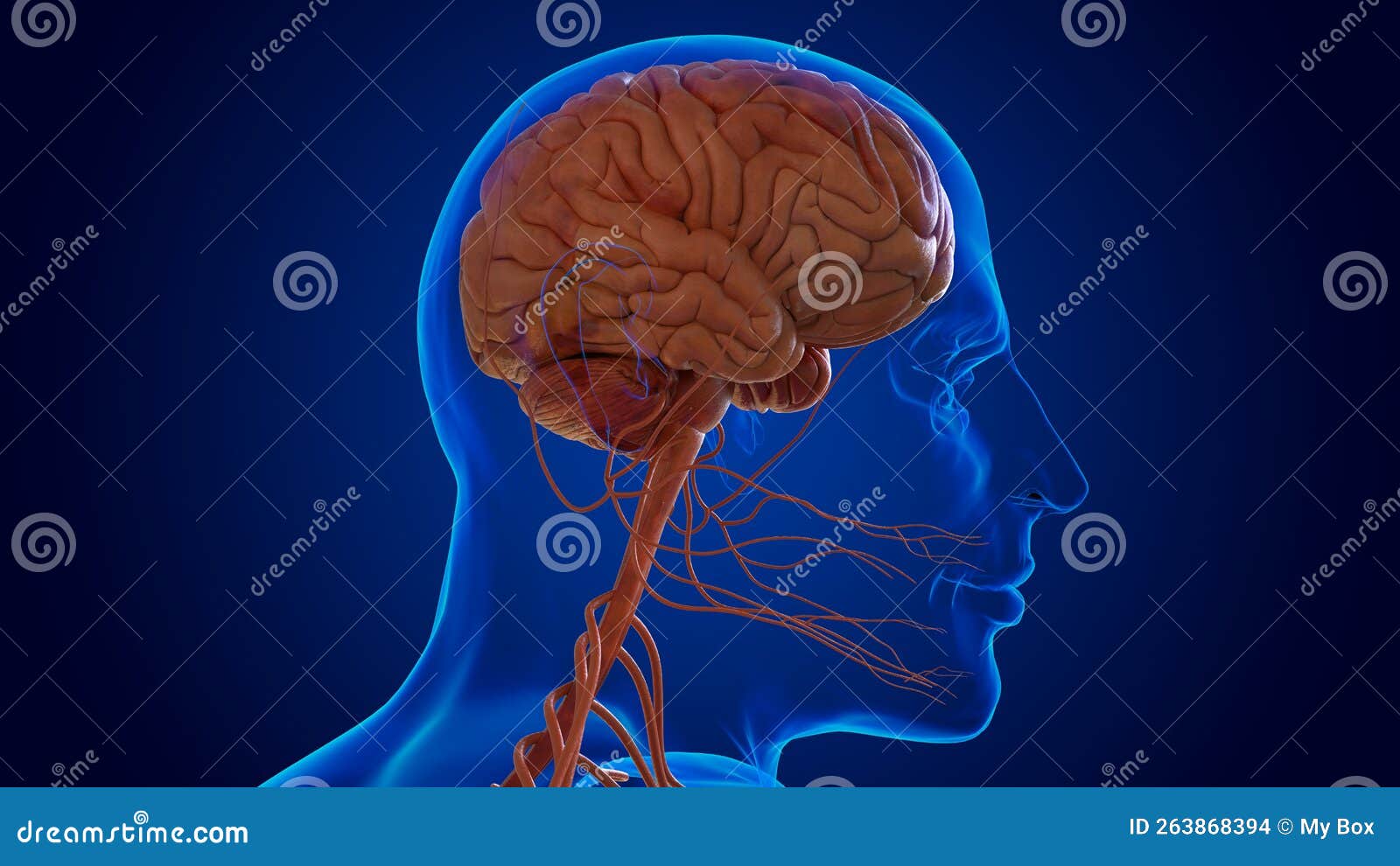 The Nervous System Includes the Brain, Spinal Cord, and a Complex ...