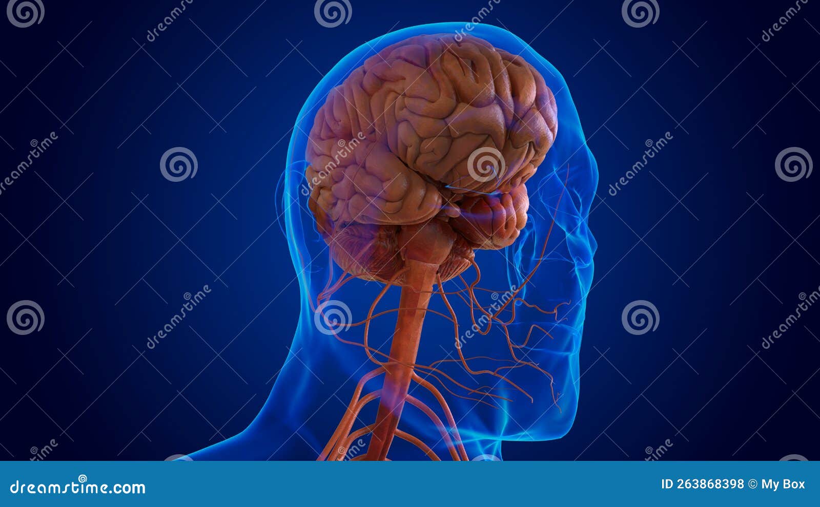 The Nervous System Includes the Brain, Spinal Cord, and a Complex ...