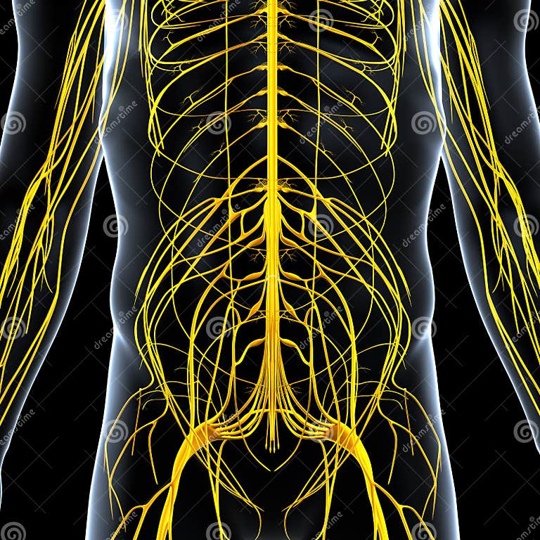 Nervous System of Male Back Side Stock Illustration - Illustration of ...