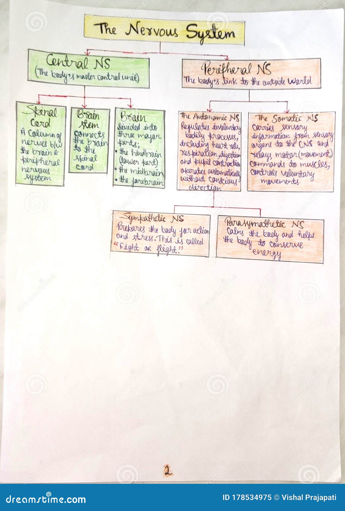 The Nervous System and it& X27;s Type in Chart Form Stock Image - Image ...