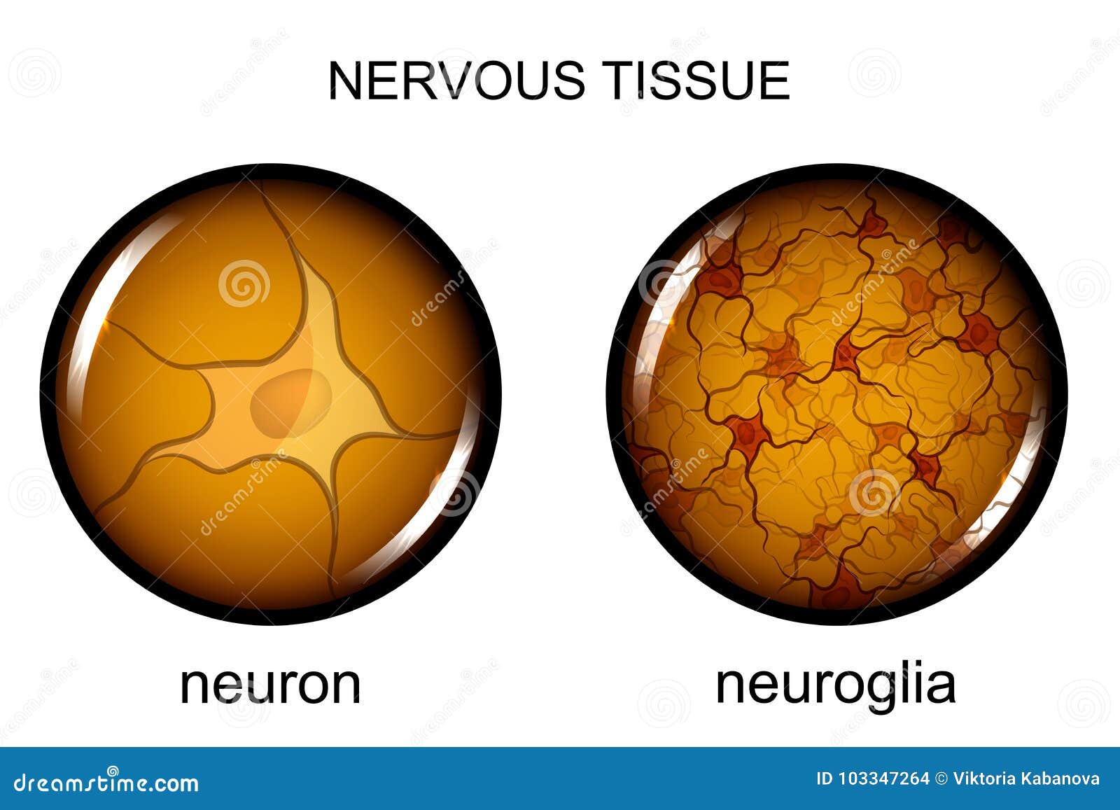 Neuron And Neuroglia. Structure Of A Neuron And Glial Cells Vector ... Neuron And Neuroglia. Structure Of A Neuron And Glial Cells Vector ...