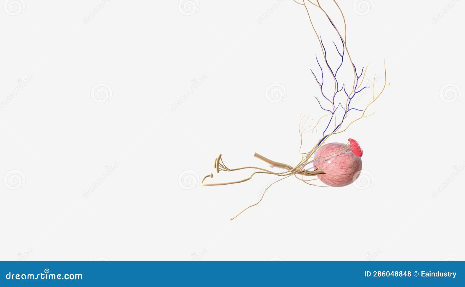 Nervous and Vascular System in the Eye Stock Footage - Video of ...