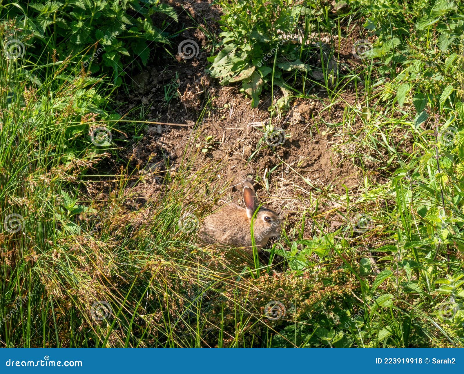 Wild Brown Bunny Rabbit. Braunton Burrows, Devon, UK. Stock Photo ...