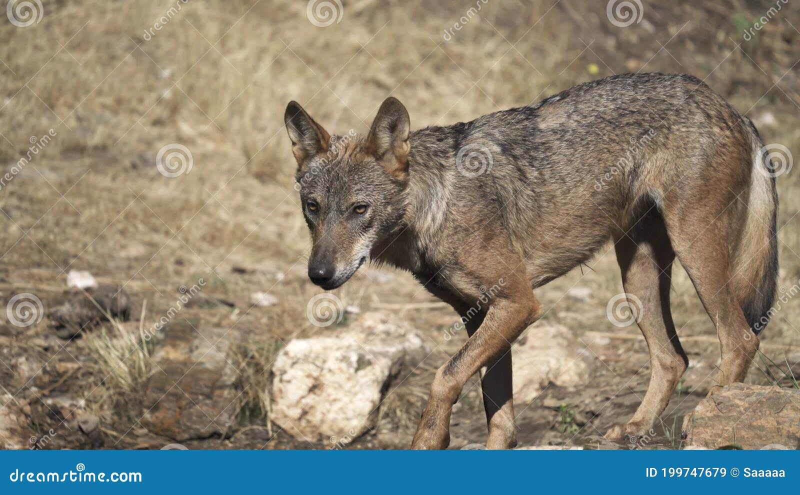 Nervous Wolf Walking and Looking To the Front Stock Video - Video of ...