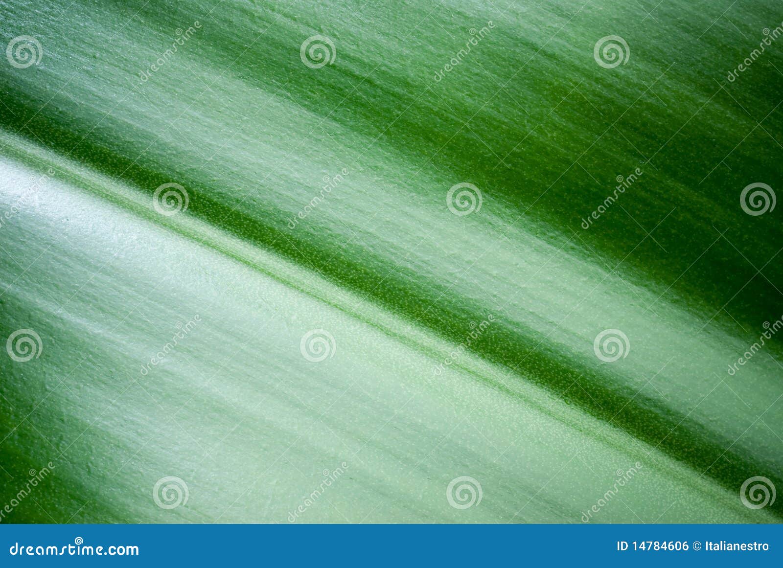 Nervura central da folha foto de stock. Imagem de luzes - 14784606