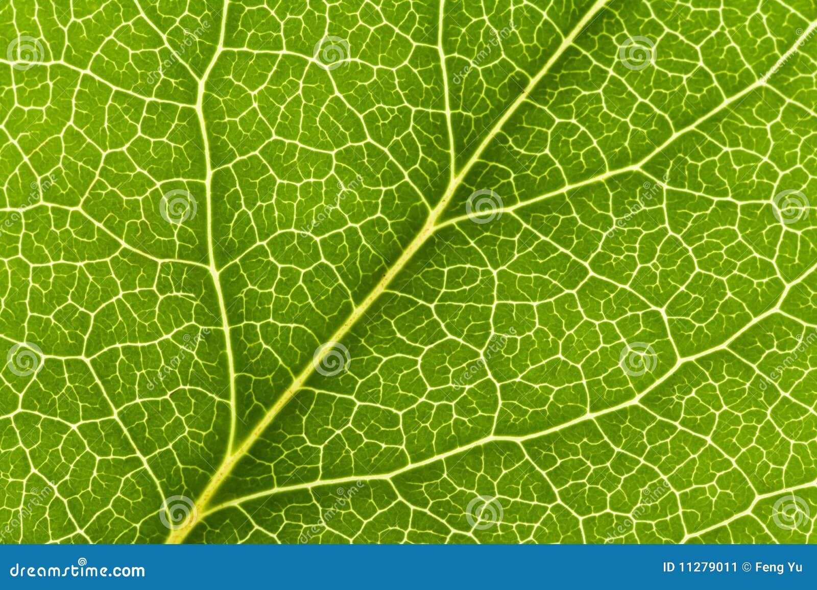 Nervure de lame image stock. Image du instruction, trame - 11279011