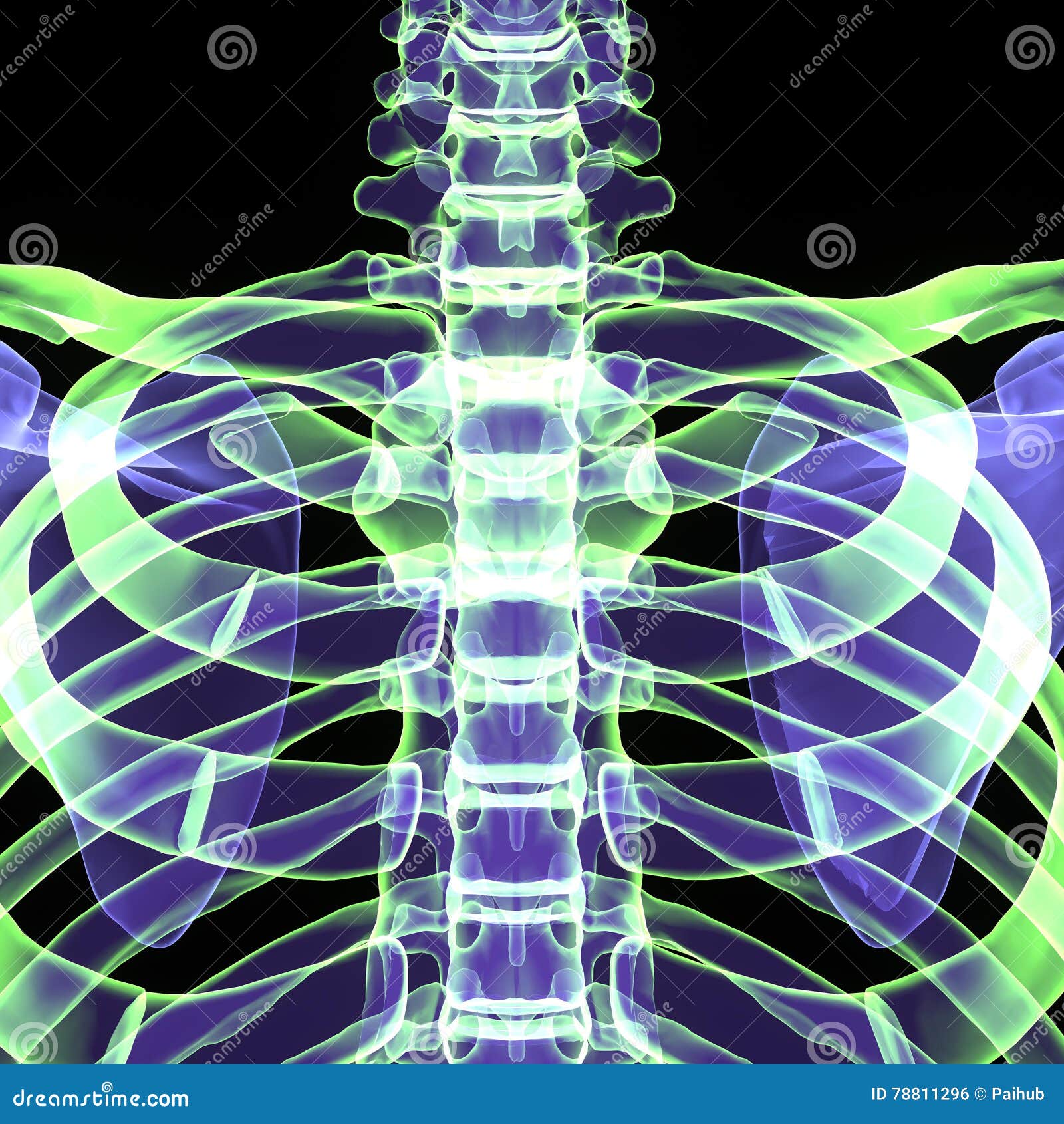 Nervures De Corps Humain De L'illustration 3d Illustration Stock ...