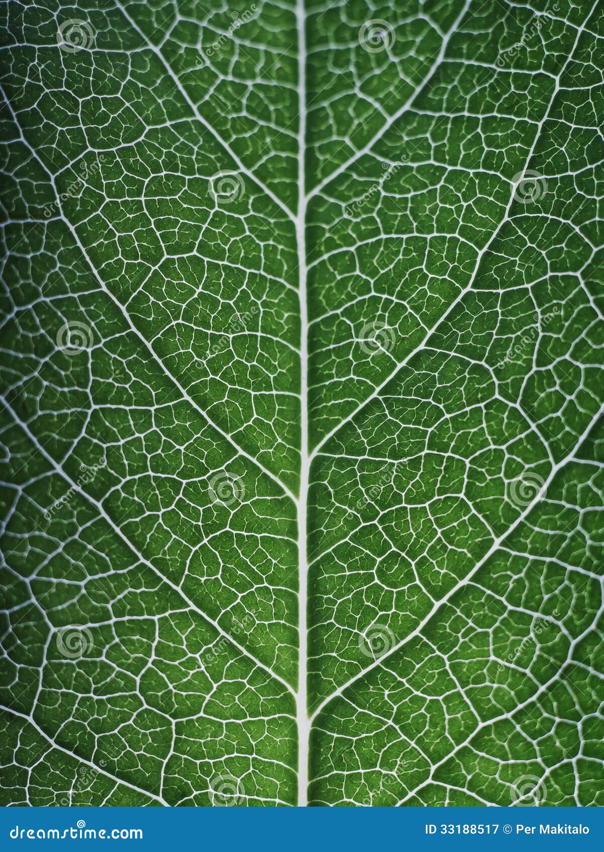Nervures de feuille image stock. Image du personne, image - 33188517