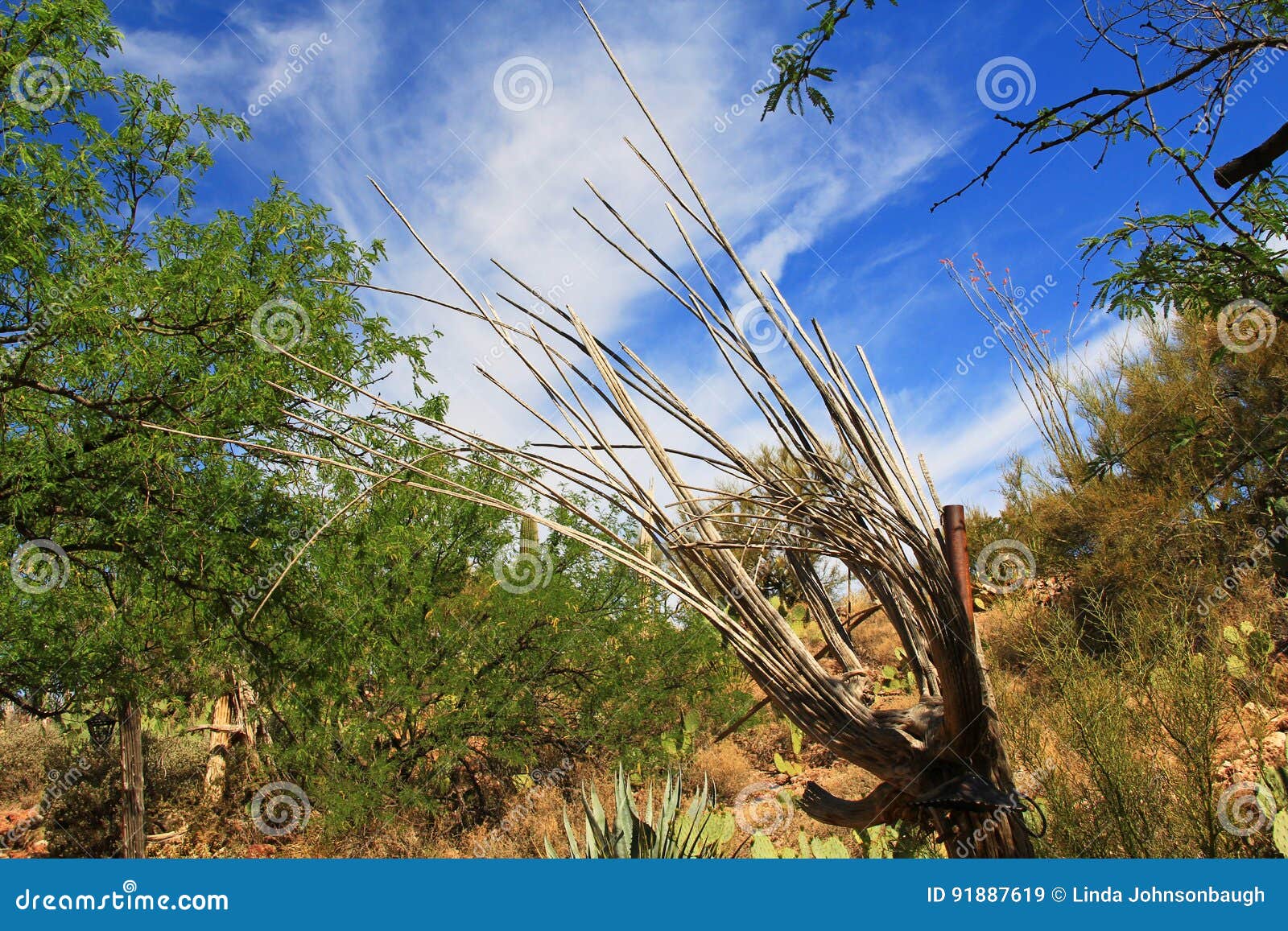 Nervures En Bois D'un Cactus Mort De Saguaro Image stock - Image du ...