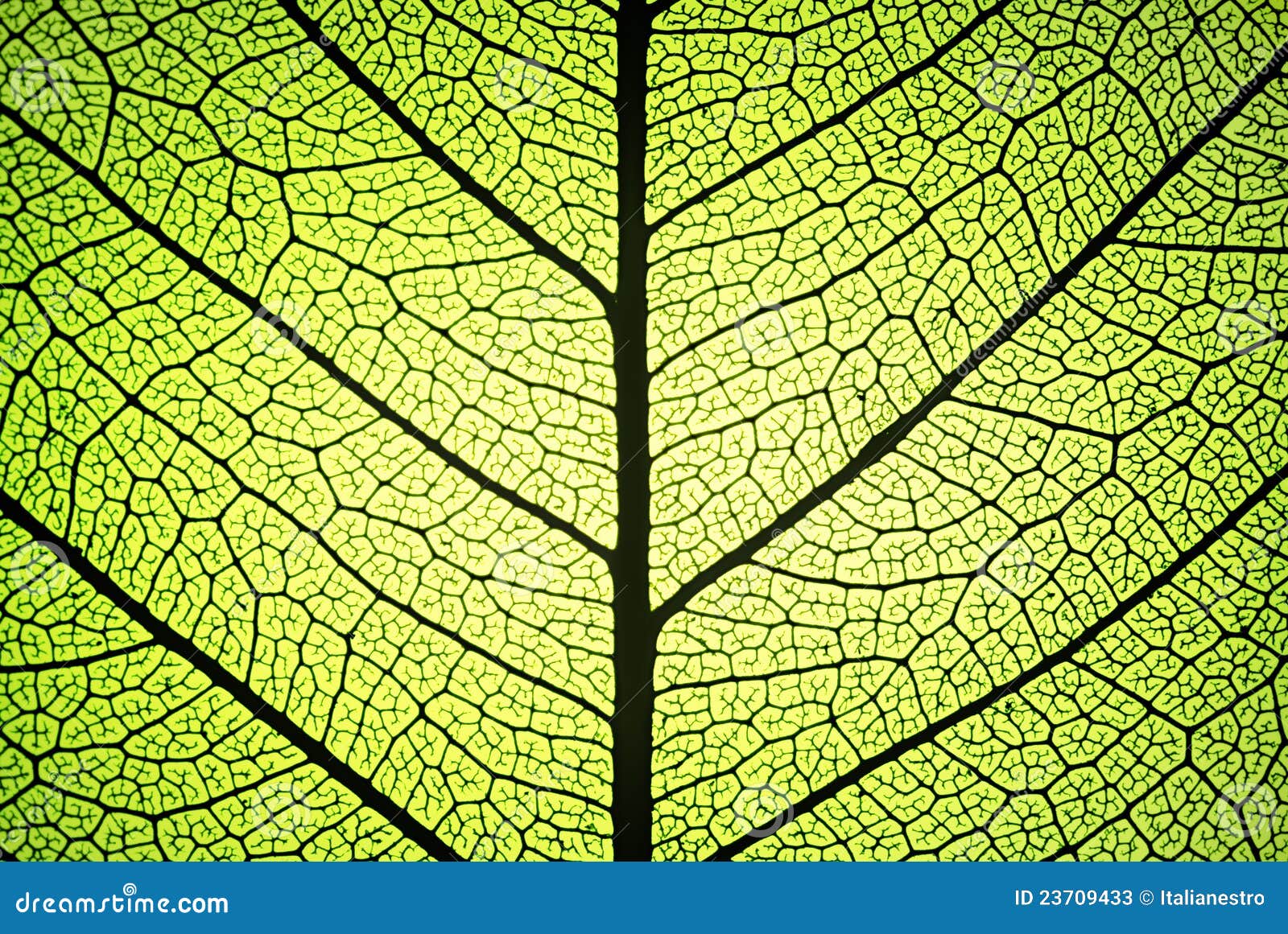 Nervures Et Nervures De Lame Image stock - Image du structure, forme ...