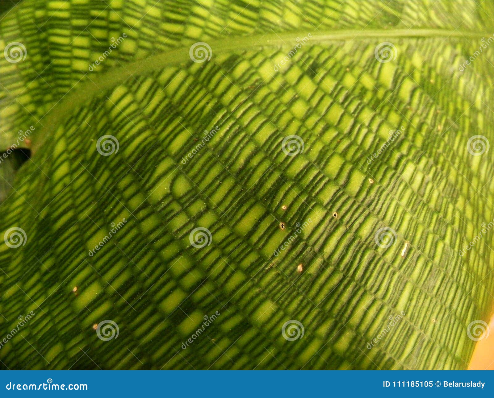 1,341 Nervures De Feuille Photos libres de droits et gratuites de ...