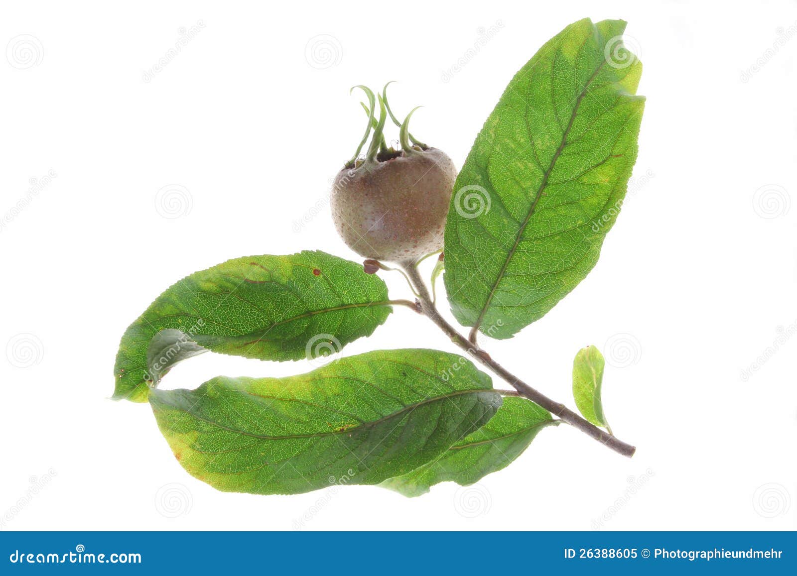 Nespola Comune (germanica Del Mespilus) Immagine Stock - Immagine di ...