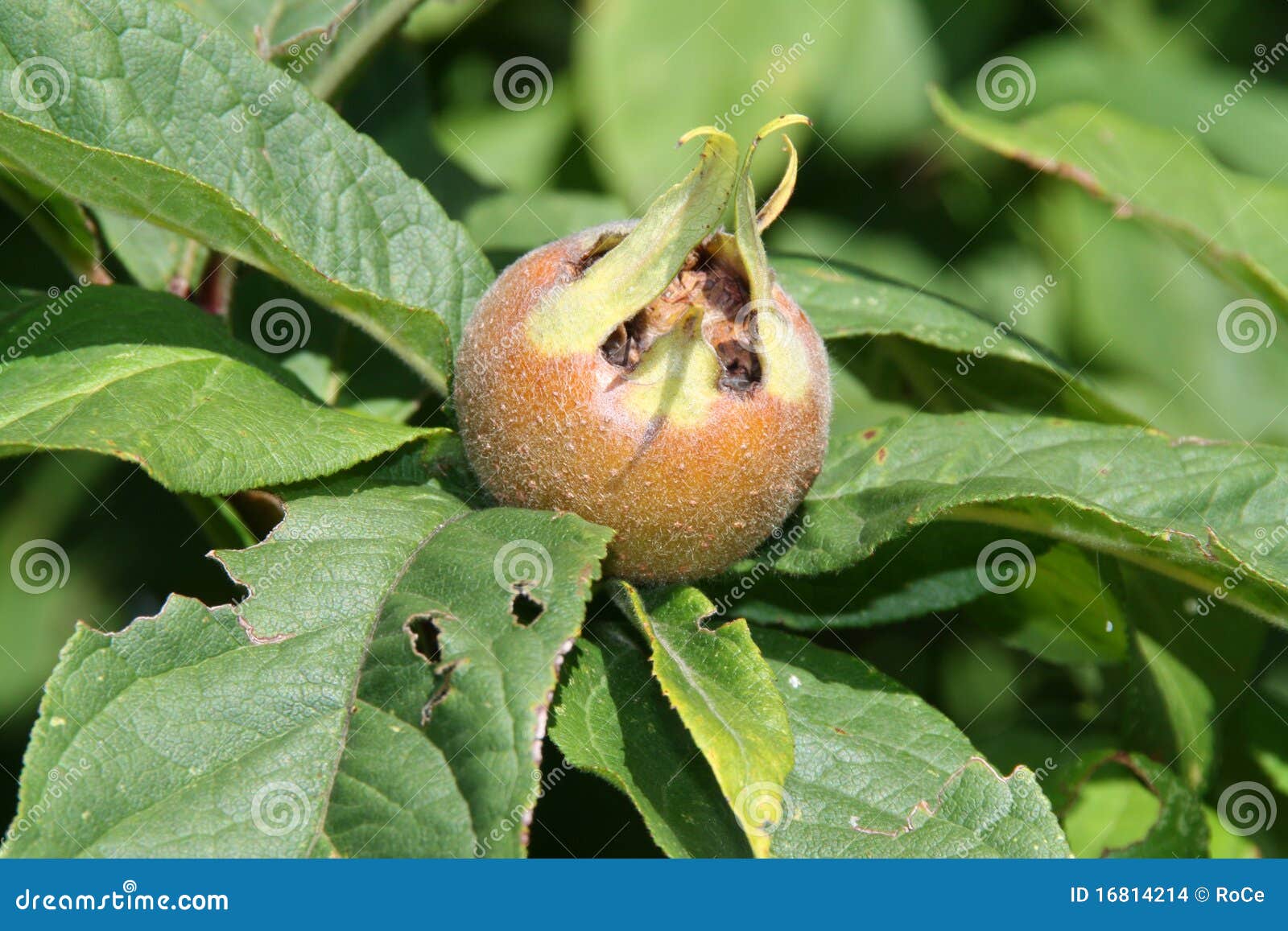 Nespola - Frutta Rara Con Gusto Eccellente Fotografia Stock - Immagine ...