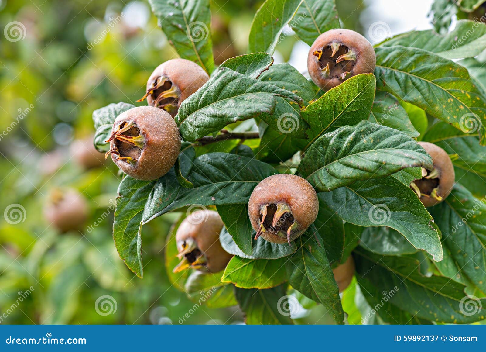 Nespole in Albero Da Frutto Immagine Stock - Immagine di sano, mela ...