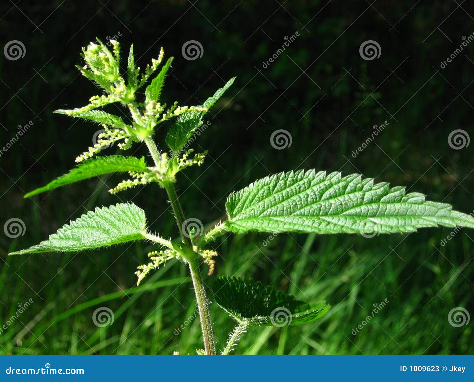 Nessel stockbild. Bild von vegetation, adern, betrieb - 1009623