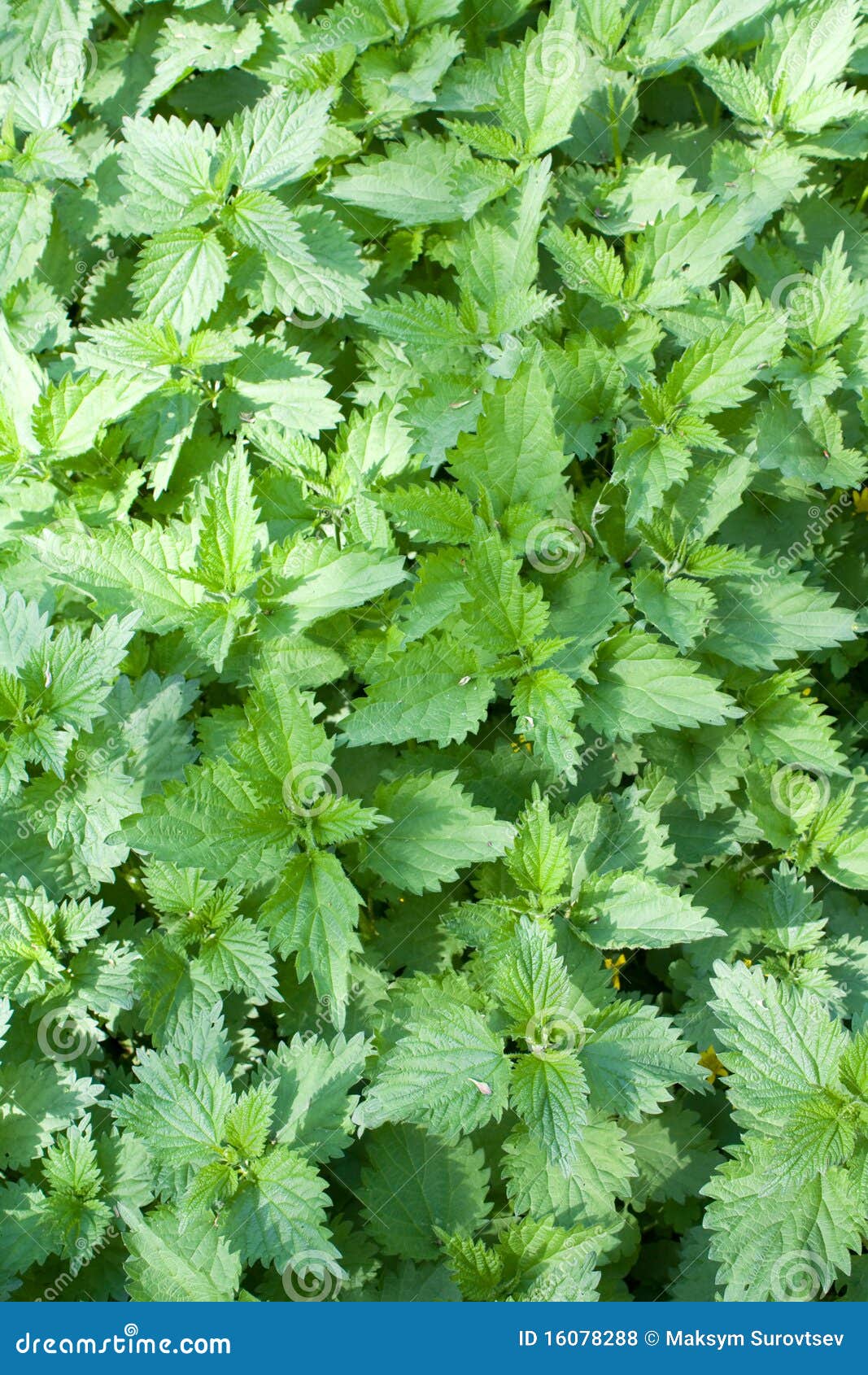Nessel stockfoto. Bild von sommer, medizin, kraut, leben - 16078288