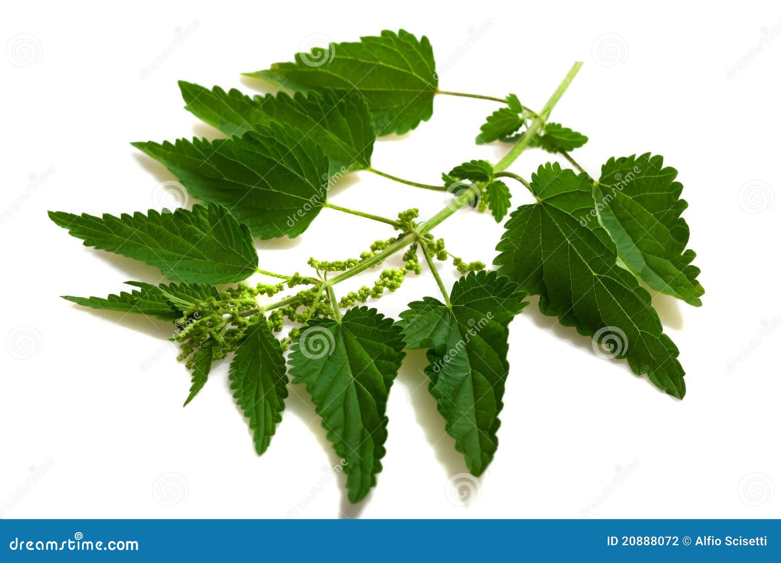 Nessel stockfoto. Bild von blätter, gesundheit, garten - 20888072