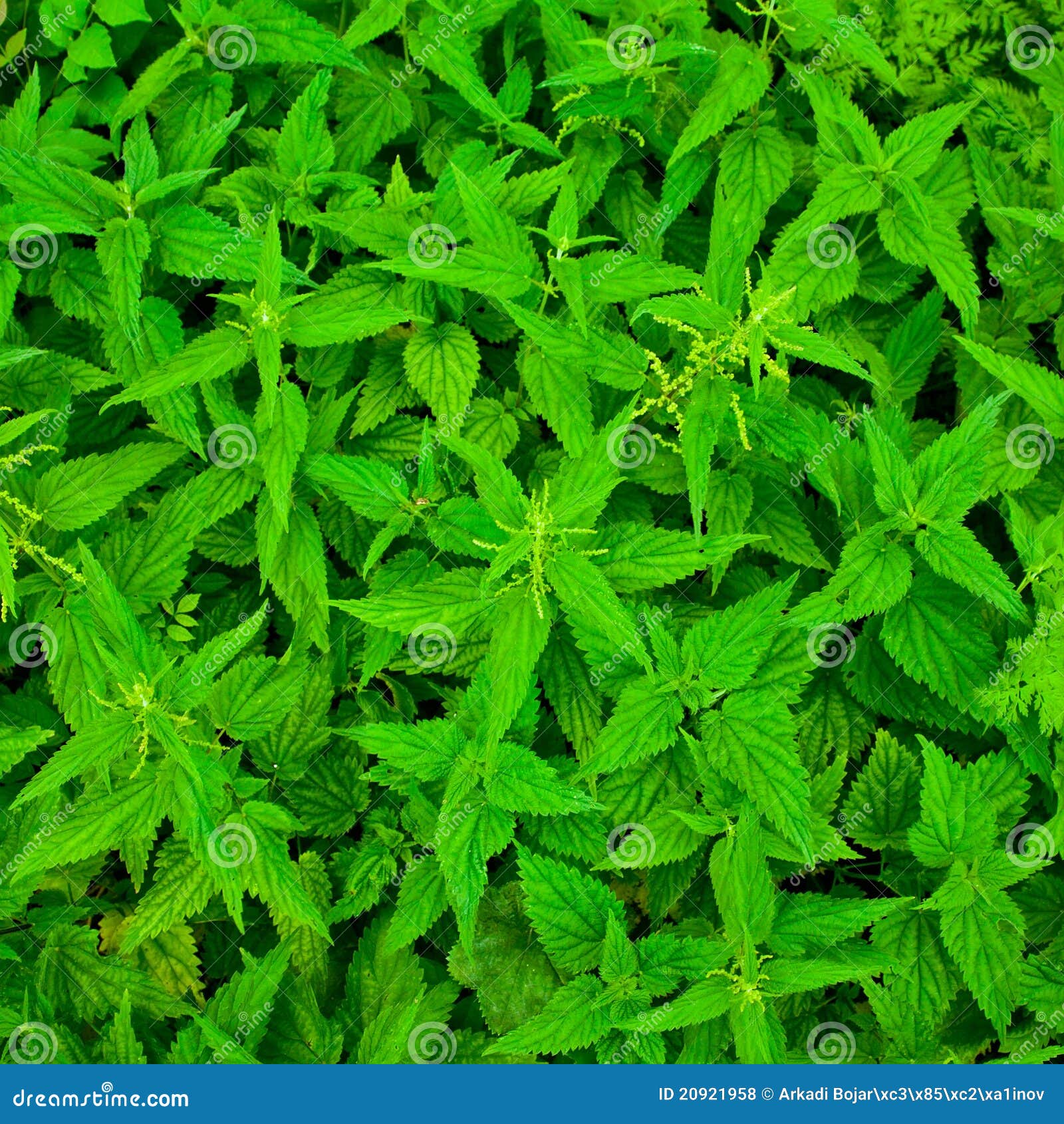 Nessel stockfoto. Bild von frech, bild, blätter, betrieb - 20921958