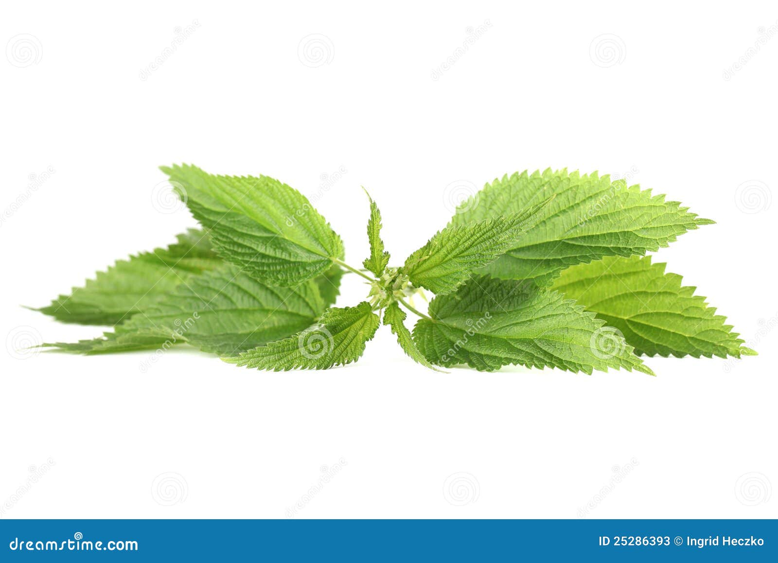 Nessel stockbild. Bild von stamm, bestandteil, laub, betrieb - 25286393