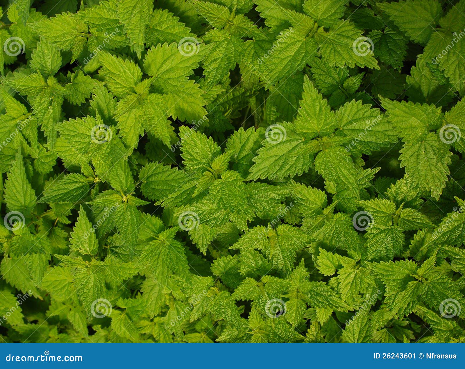 Nessel stockbild. Bild von bild, nesseln, saftig, botanik - 26243601