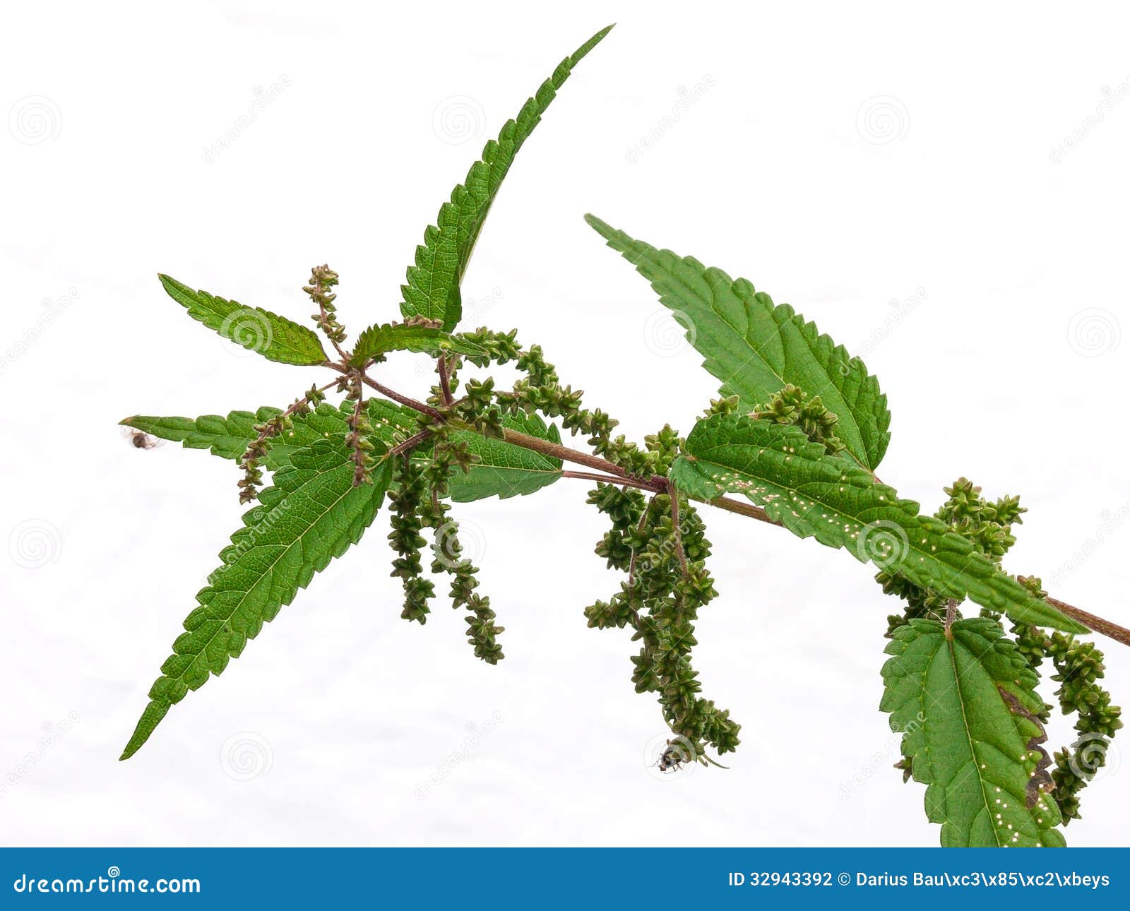Nessel stockfoto. Bild von getrennt, nave, draussen, nahaufnahme - 32943392