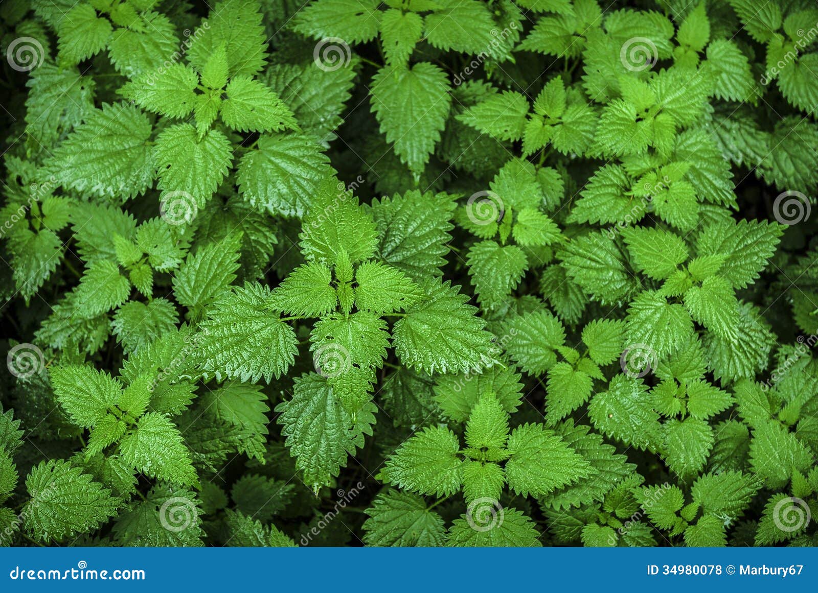 Nesseln stockfoto. Bild von grün, frech, nessel, blatt - 34980078