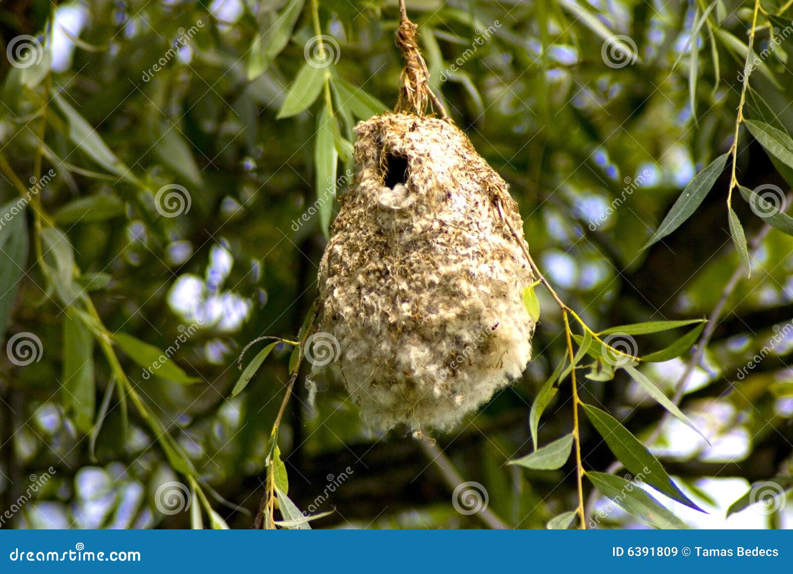 Nest stock image. Image of reed, tourism, nest, nature - 6391809