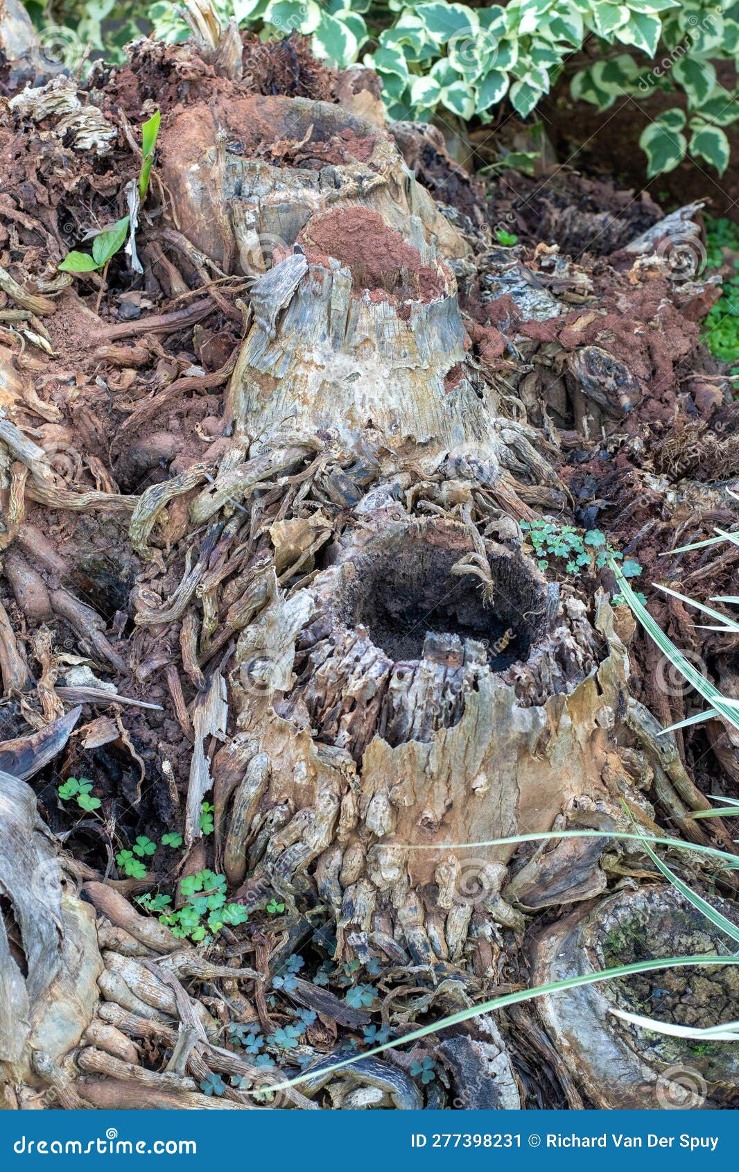 The Nest of the Aliens in the Deep Forest Stock Image - Image of dream ...