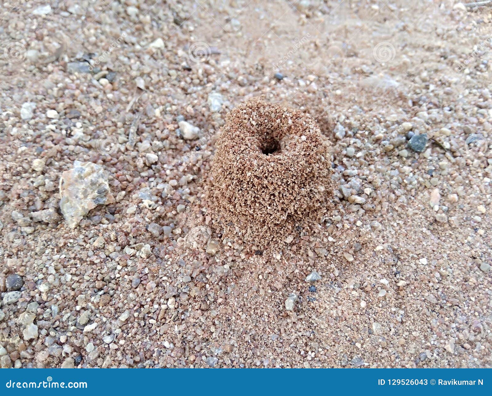 Ant And The Nest Of Ants, Close Up, Tanzania, Africa Royalty-Free Stock ...