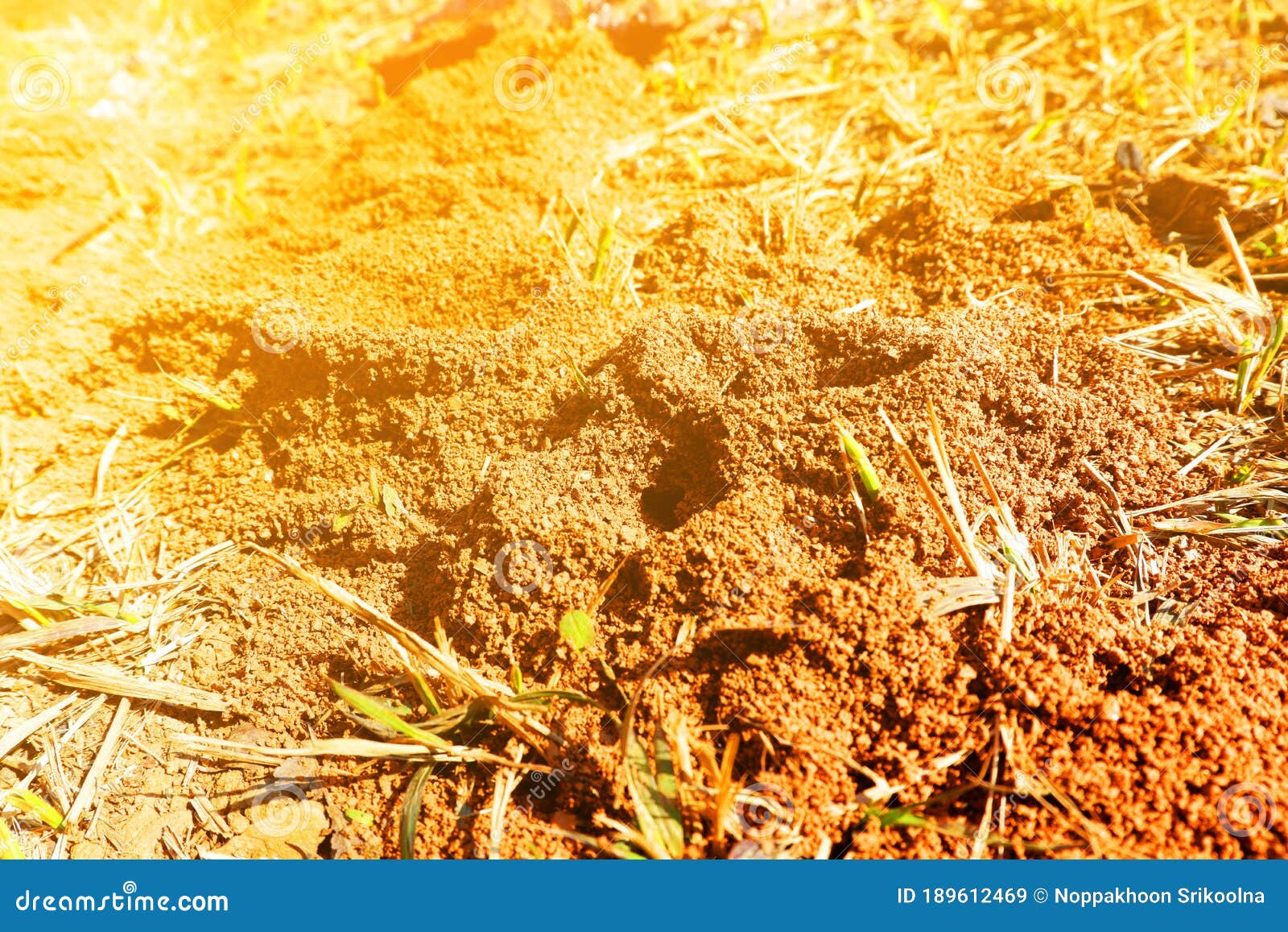 Nest of ants on the ground stock image. Image of design - 189612469