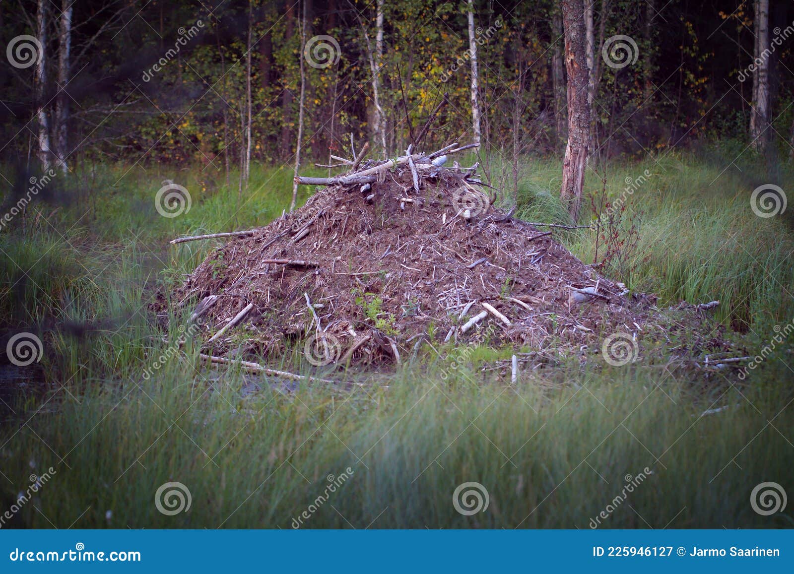 The Nest of Beavers is High Stock Image - Image of living, environment ...
