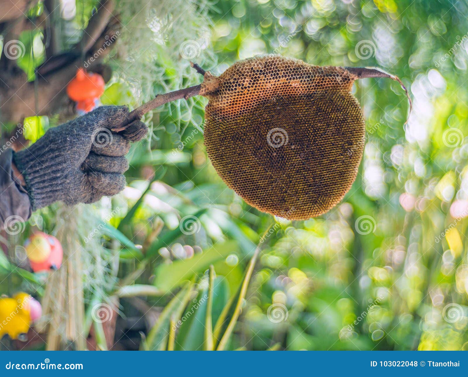 Apis Florea, Bee Collecting Honey From A Flower Stock Photo ...