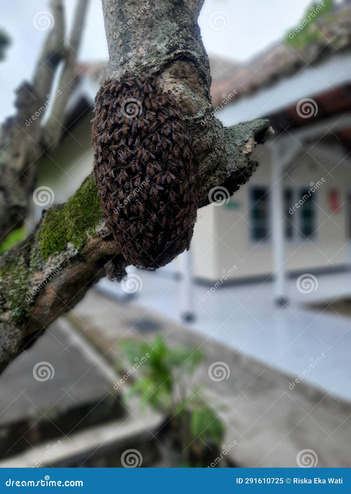 Nest Bee on the tree stock image. Image of tree, animal - 291610725